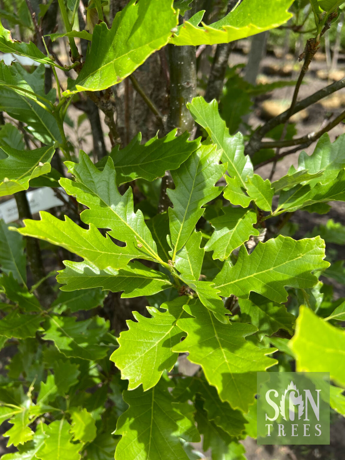 Quercus robur x Q. alba 'JFS-KW1QX' - Spring Grove Nursery
