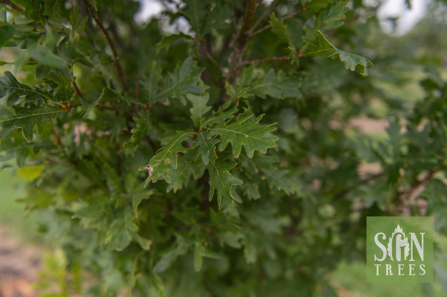 Quercus robur x Q. alba 'JFS-KW1QX' - Spring Grove Nursery