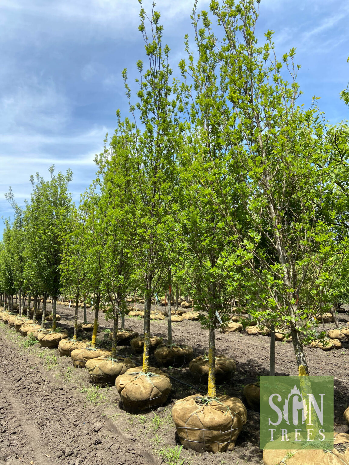 Quercus robur x Q. alba 'JFS-KW1QX' - Spring Grove Nursery