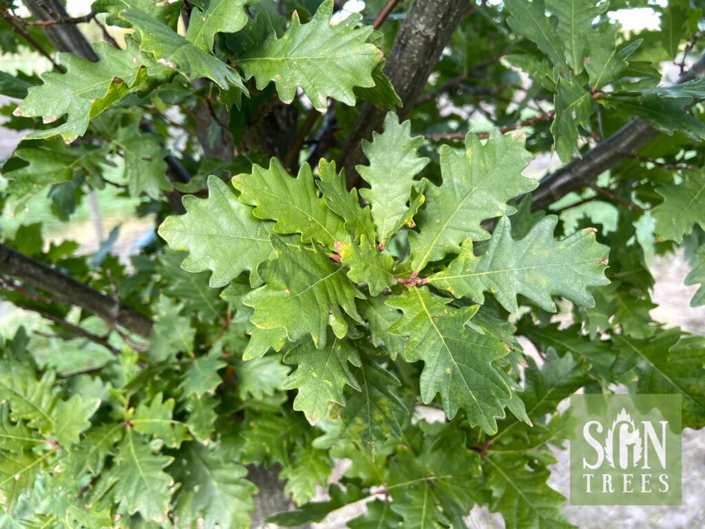 Quercus robur x Q. alba 'JFS-KW1QX' - Spring Grove Nursery