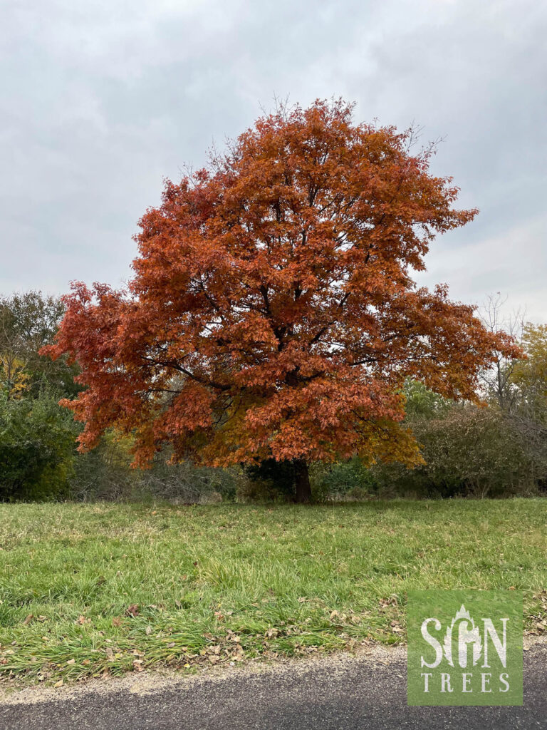 Quercus rubra - Spring Grove Nursery
