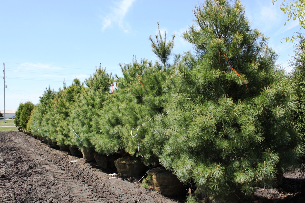 December 2018 Notes from the Field - Spring Grove Nursery