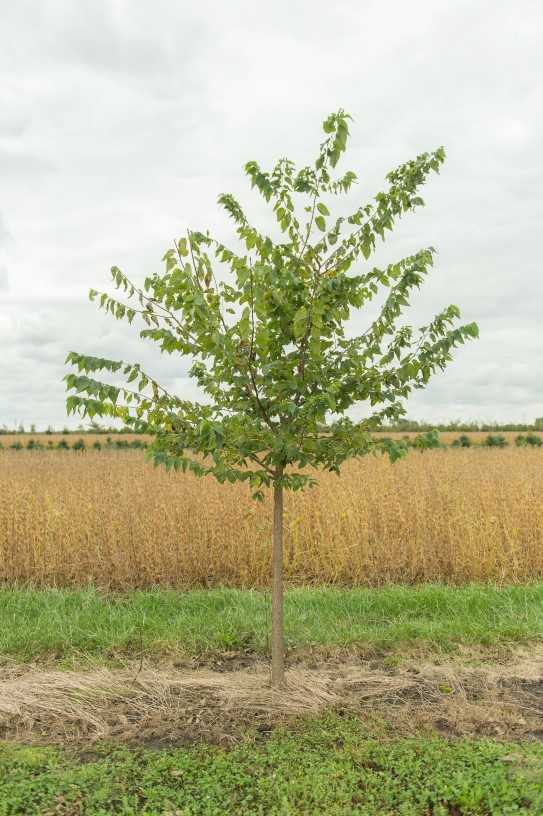 Celtis occidentalis - Spring Grove Nursery
