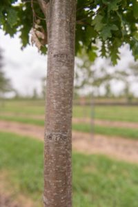 Quercus robur x Q. alba 'Crimschmidt' - Spring Grove Nursery