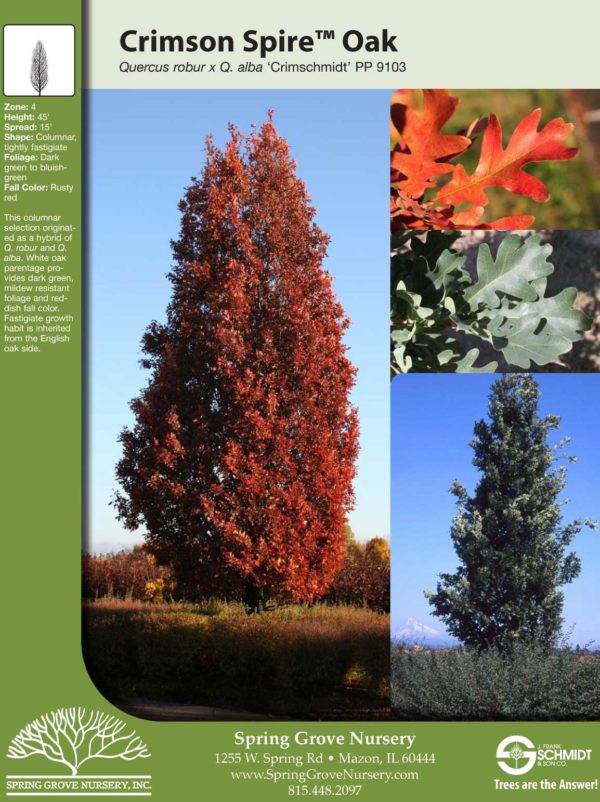 Quercus robur x Q. alba 'Crimschmidt' - Spring Grove Nursery