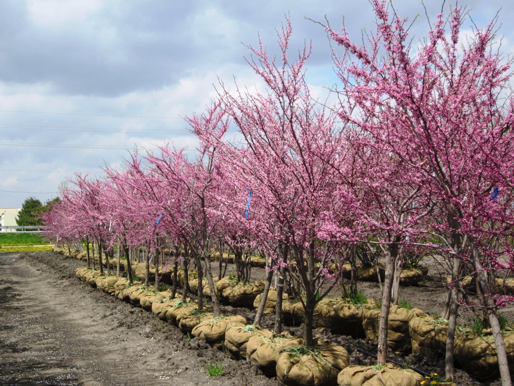 Eastern Redbud Singlestem Halka Nurseries