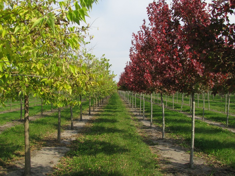 Celtis occidentalis - Spring Grove Nursery