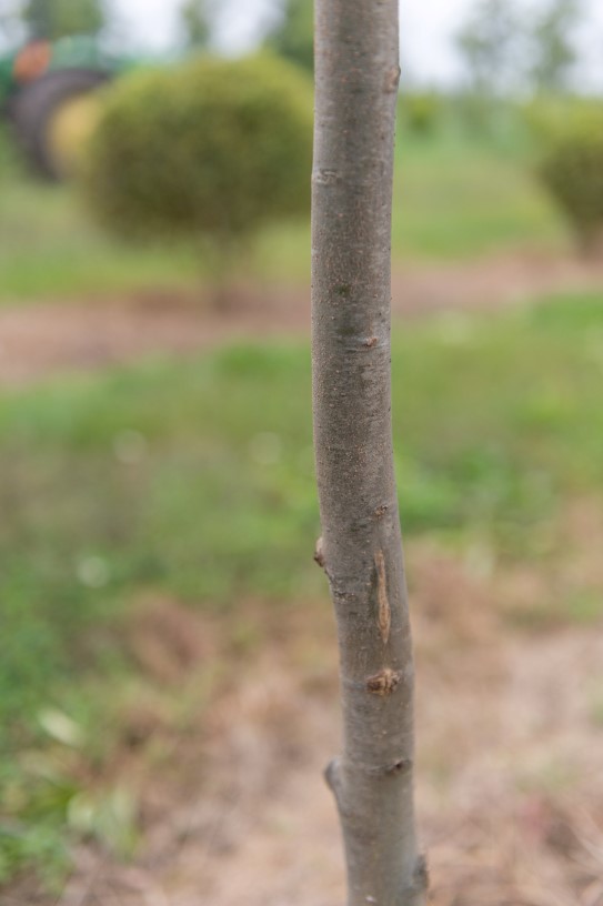 Nyssa sylvatica 'David Odom' - Spring Grove Nursery