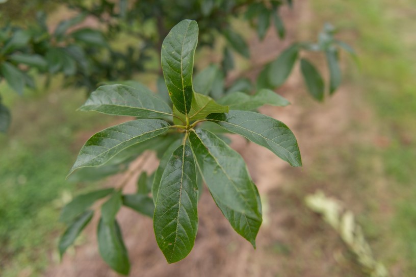 Nyssa sylvatica 'David Odom' - Spring Grove Nursery