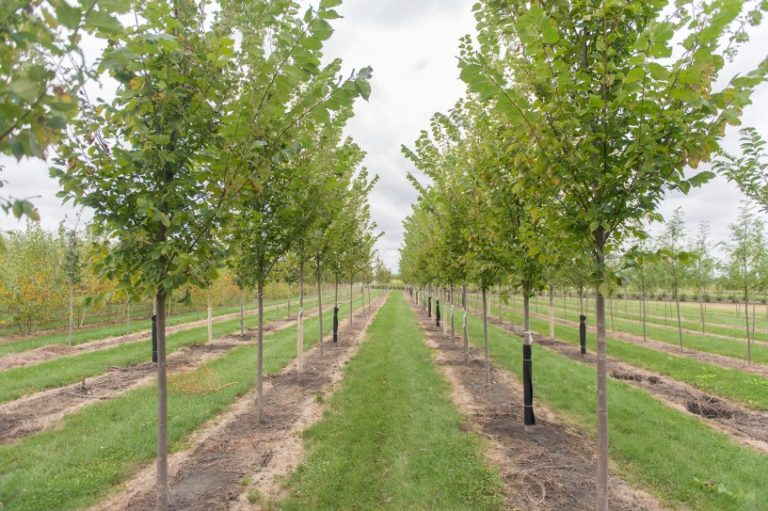 Ulmus americana 'Princeton' - Spring Grove Nursery