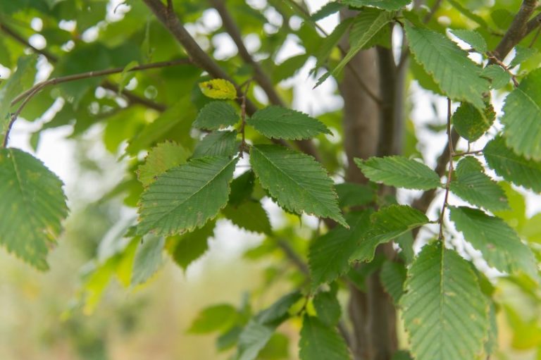 Ulmus americana 'Princeton' - Spring Grove Nursery