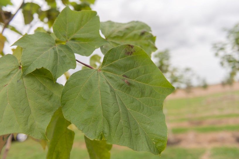 Catalpa x erubescens 'Purpurea' - Spring Grove Nursery