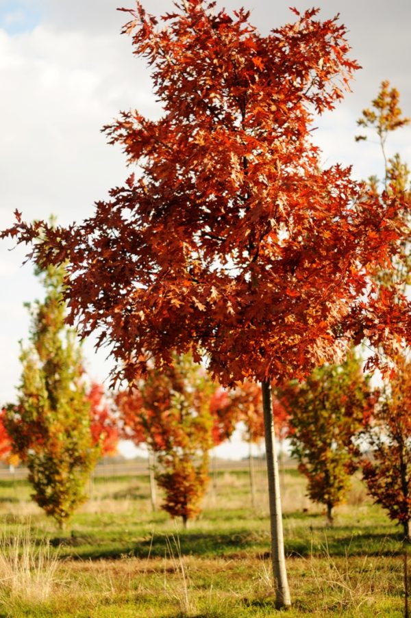 Quercus rubra - Spring Grove Nursery