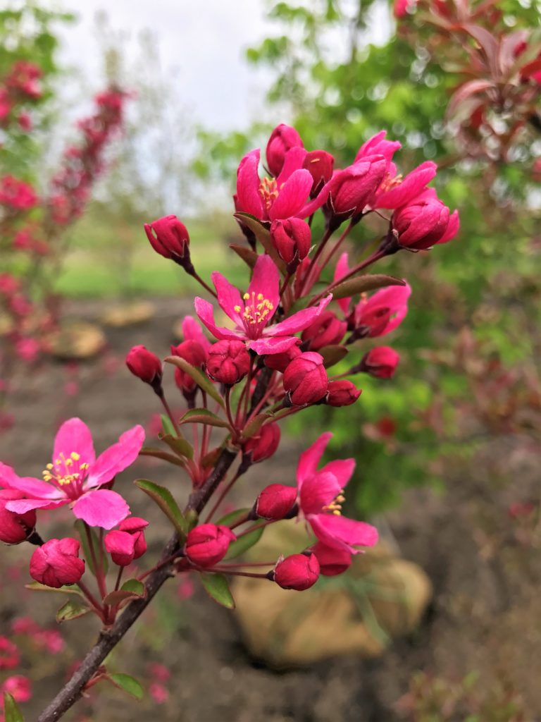 Malus 'Royal Raindrops' - Spring Grove Nursery