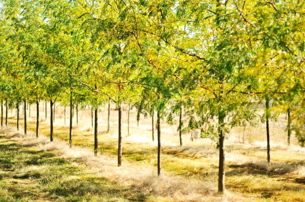 Acer ginnala 'Ruby Slippers' - Spring Grove Nursery
