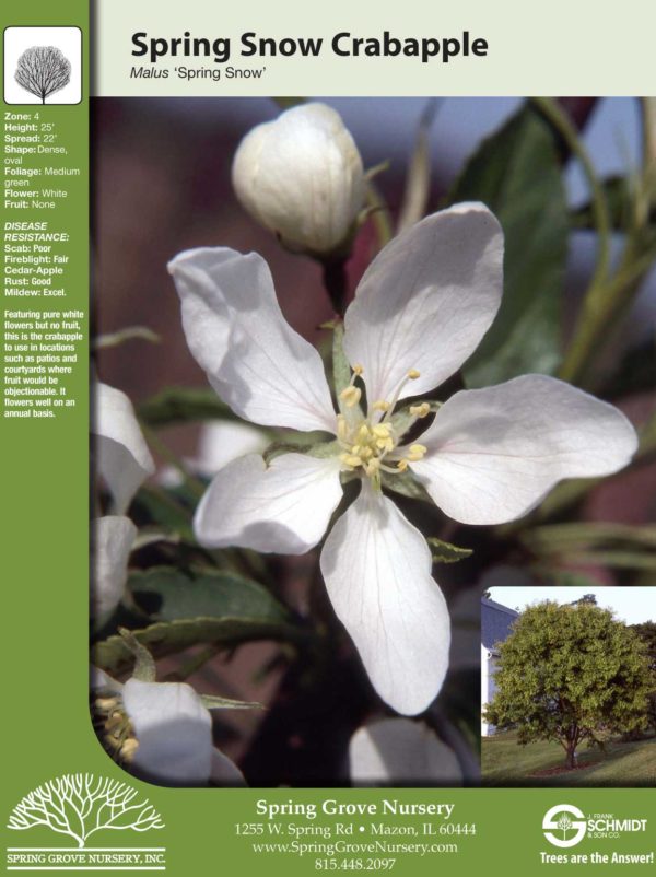 Malus 'Spring Snow' - Spring Grove Nursery