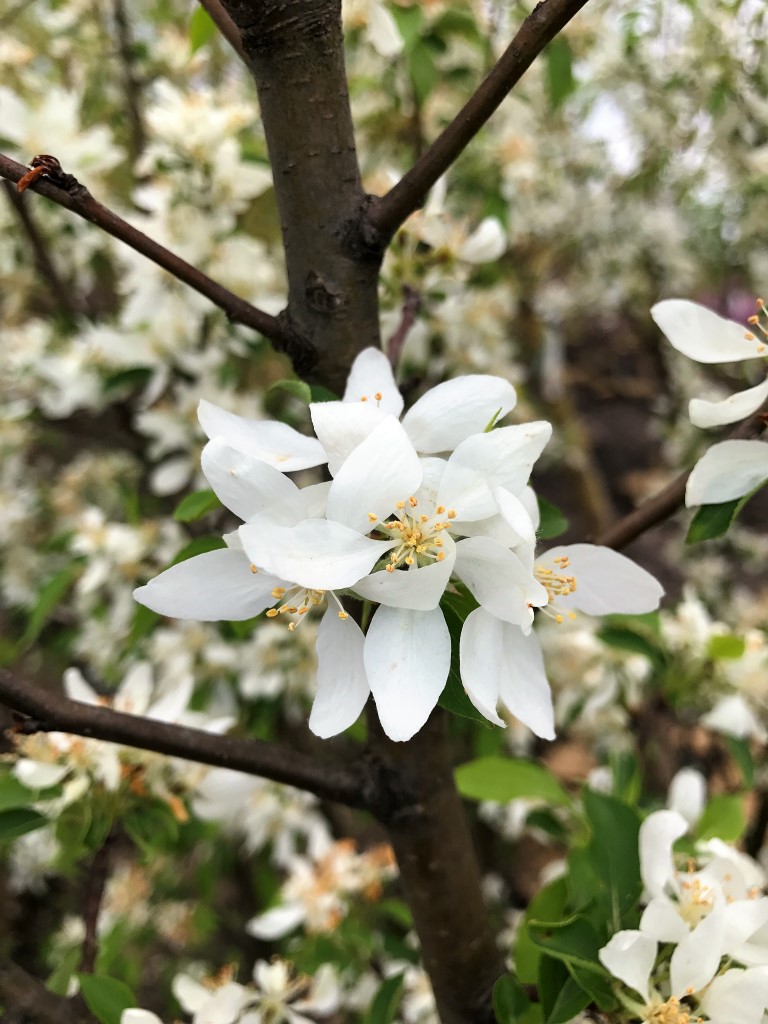 Malus 'Spring Snow' - Spring Grove Nursery