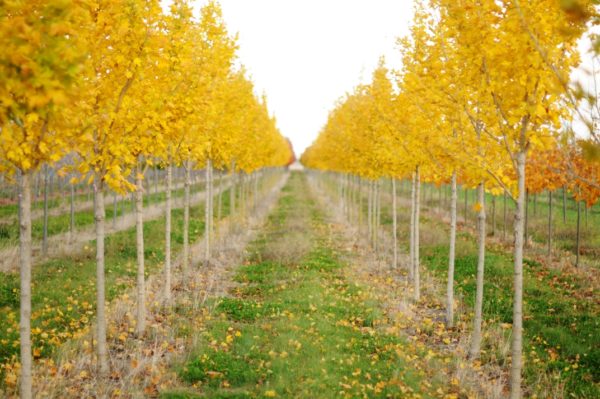 Acer miyabei 'Morton' - Spring Grove Nursery