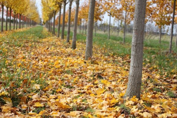 Acer miyabei 'Morton' - Spring Grove Nursery