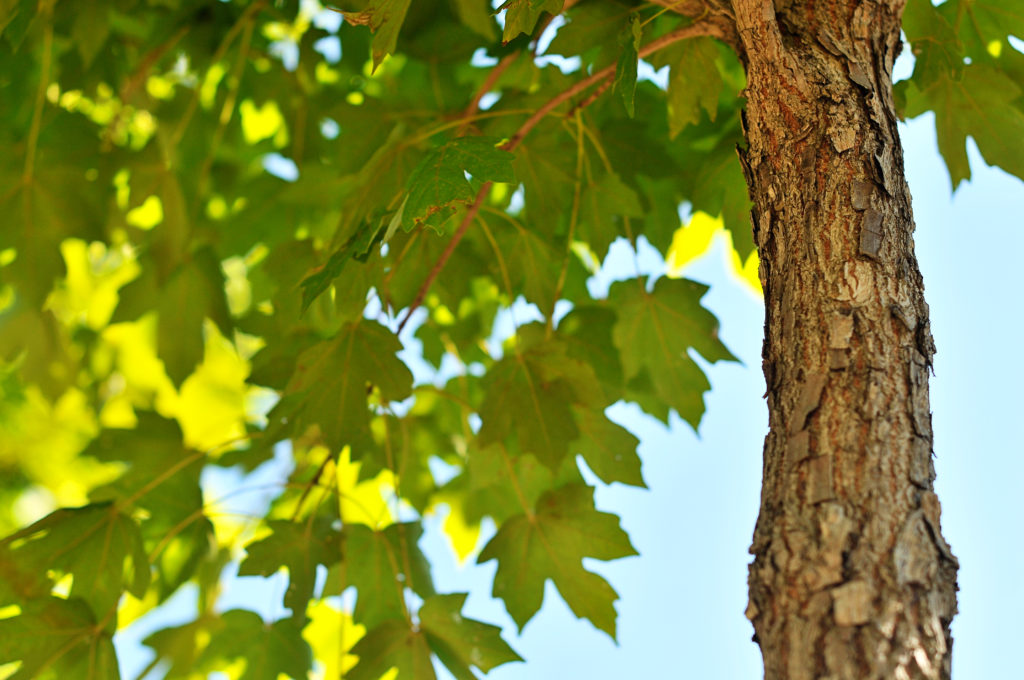 Acer miyabei 'Morton' - Spring Grove Nursery