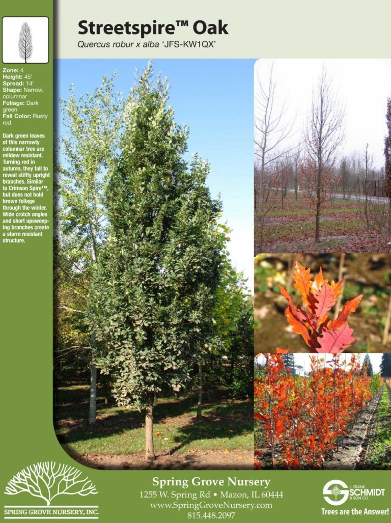 Quercus robur x Q. alba 'JFS-KW1QX' - Spring Grove Nursery