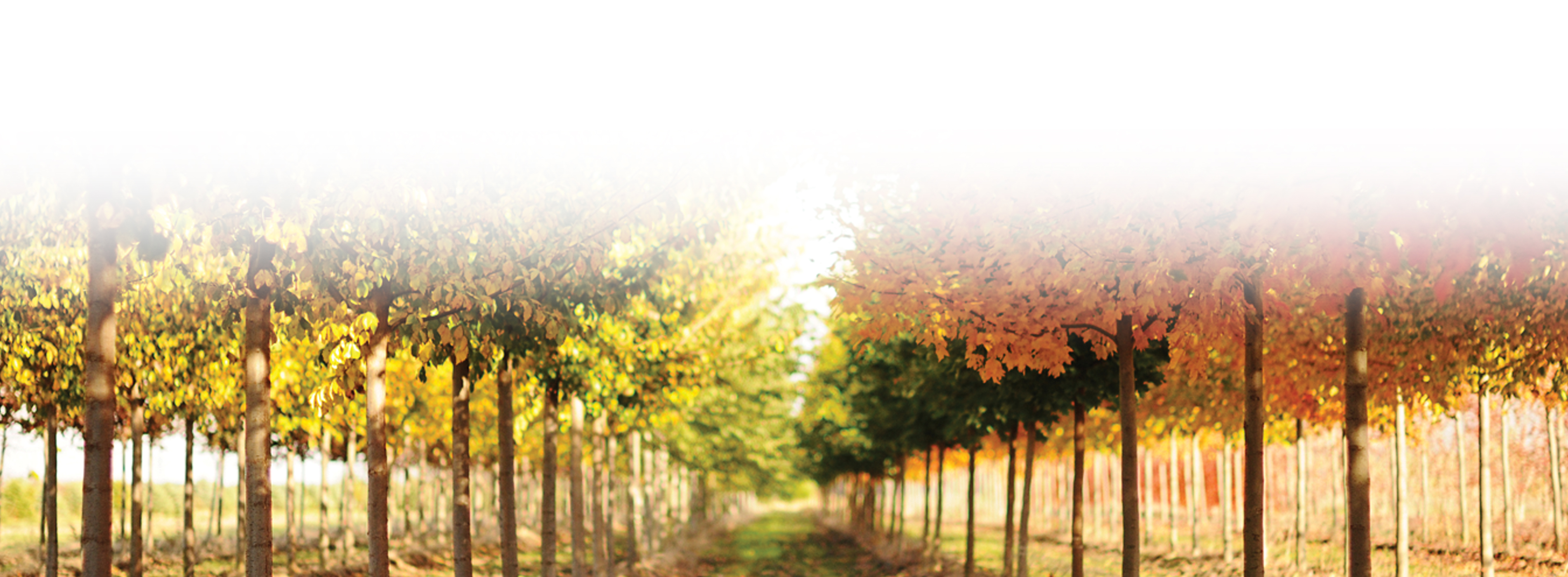 Spring Grove Nursery - Wholesale Tree Nursery Located in North Central ...