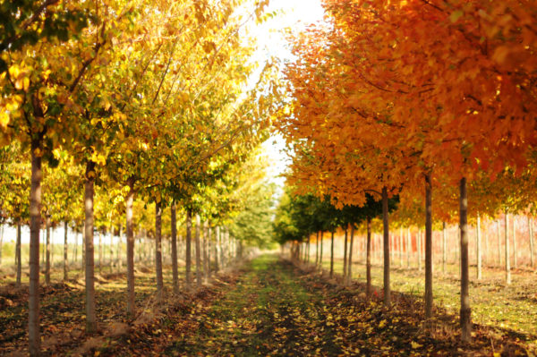 Availability - Spring Grove Nursery