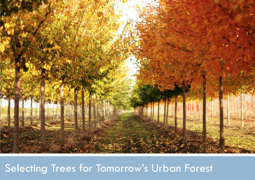 Selecting Trees for Tomorrow’s Urban Forest - Spring Grove Nursery