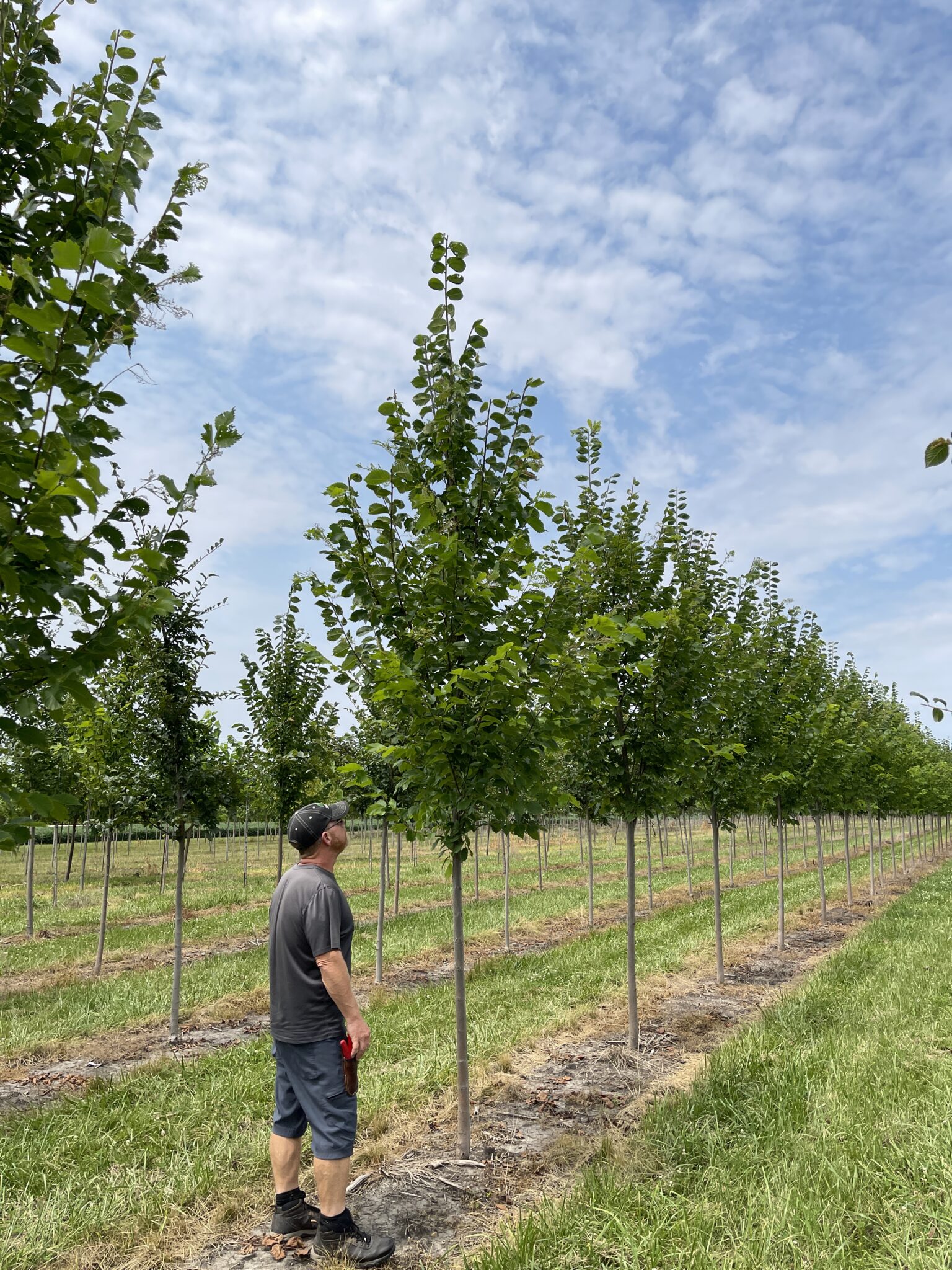 Ulmus americana 'Princeton' - Spring Grove Nursery