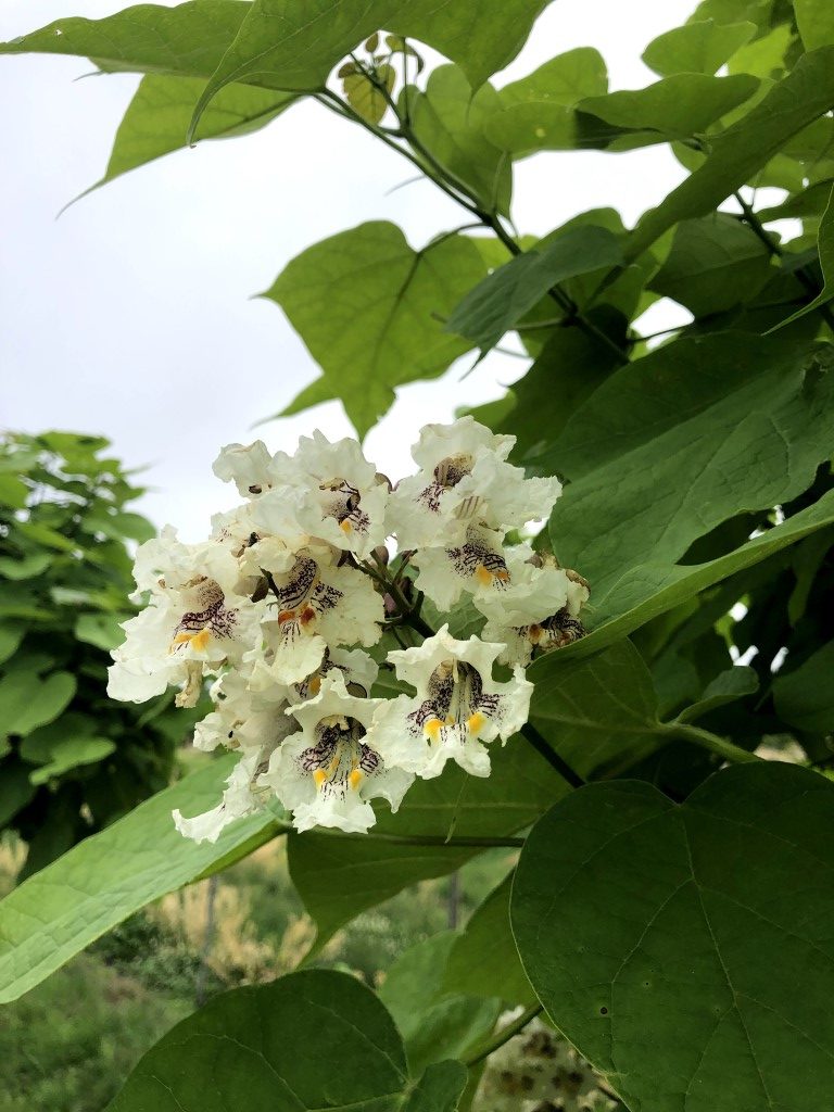 July Notes from the Field - Spring Grove Nursery