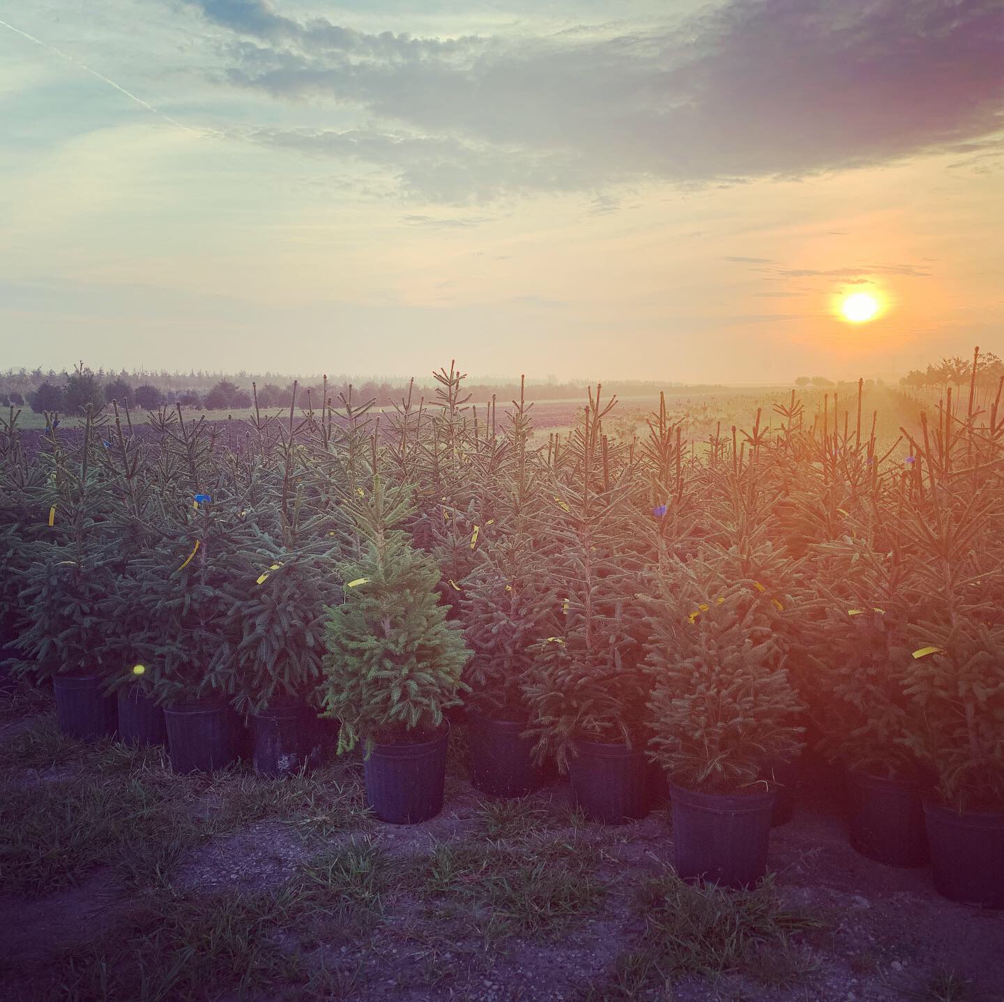 Fall Planting Season! - Spring Grove Nursery