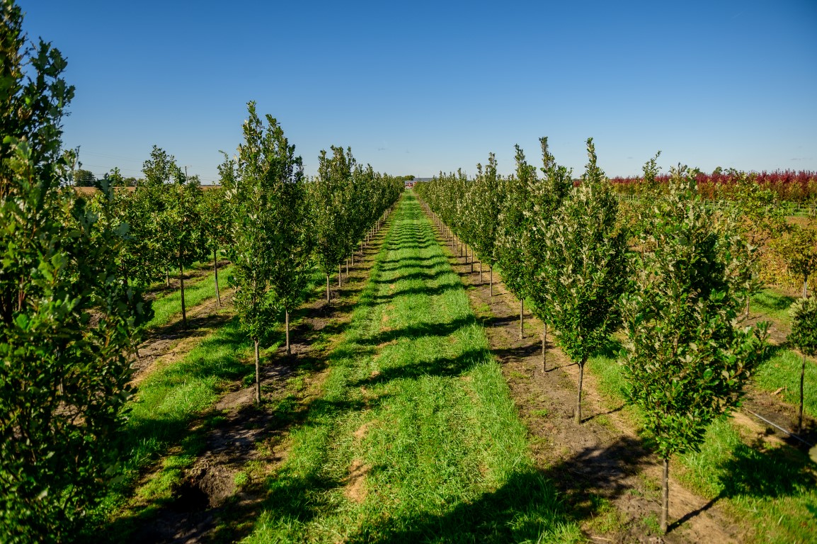 Time to Think Spring! - Spring Grove Nursery
