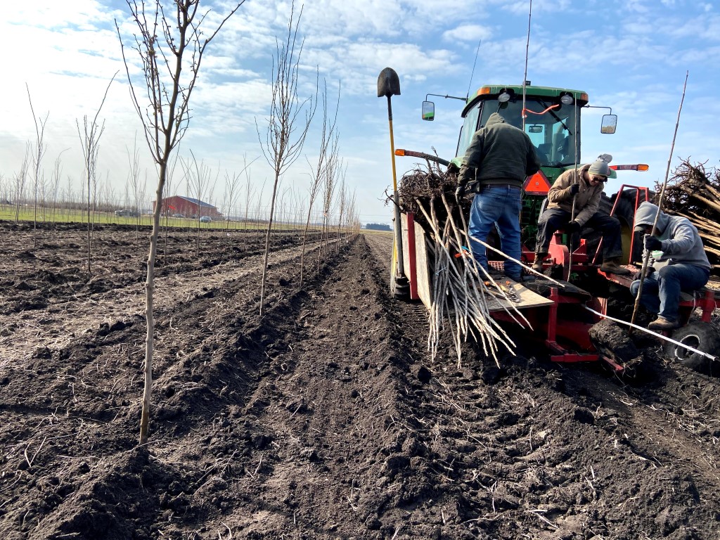 Planting for the Future! Our 2020 Tree Planting is in the Ground ...