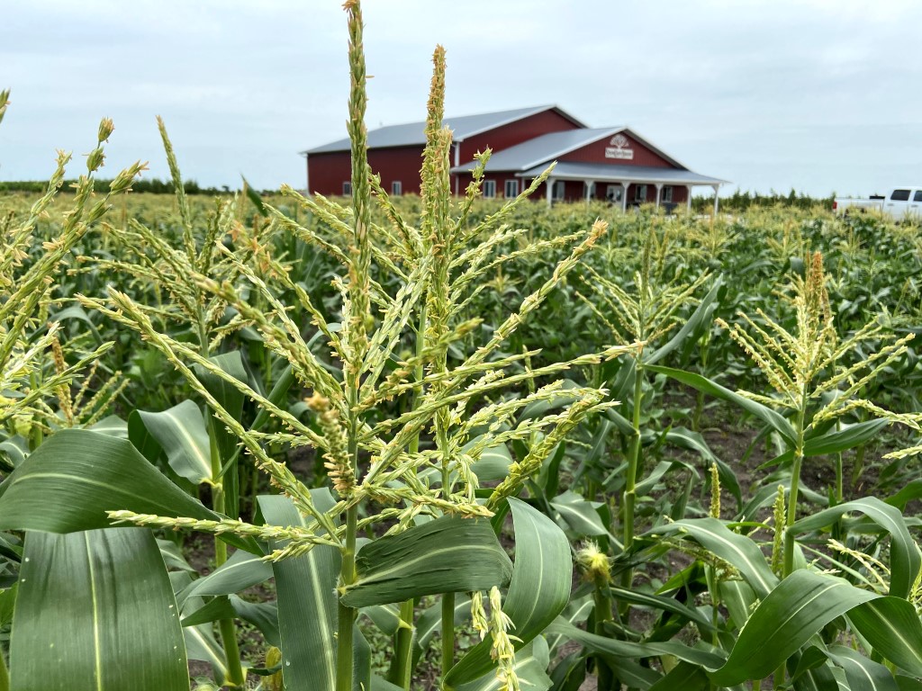 Sweet Corn Time Soon! - Spring Grove Nursery