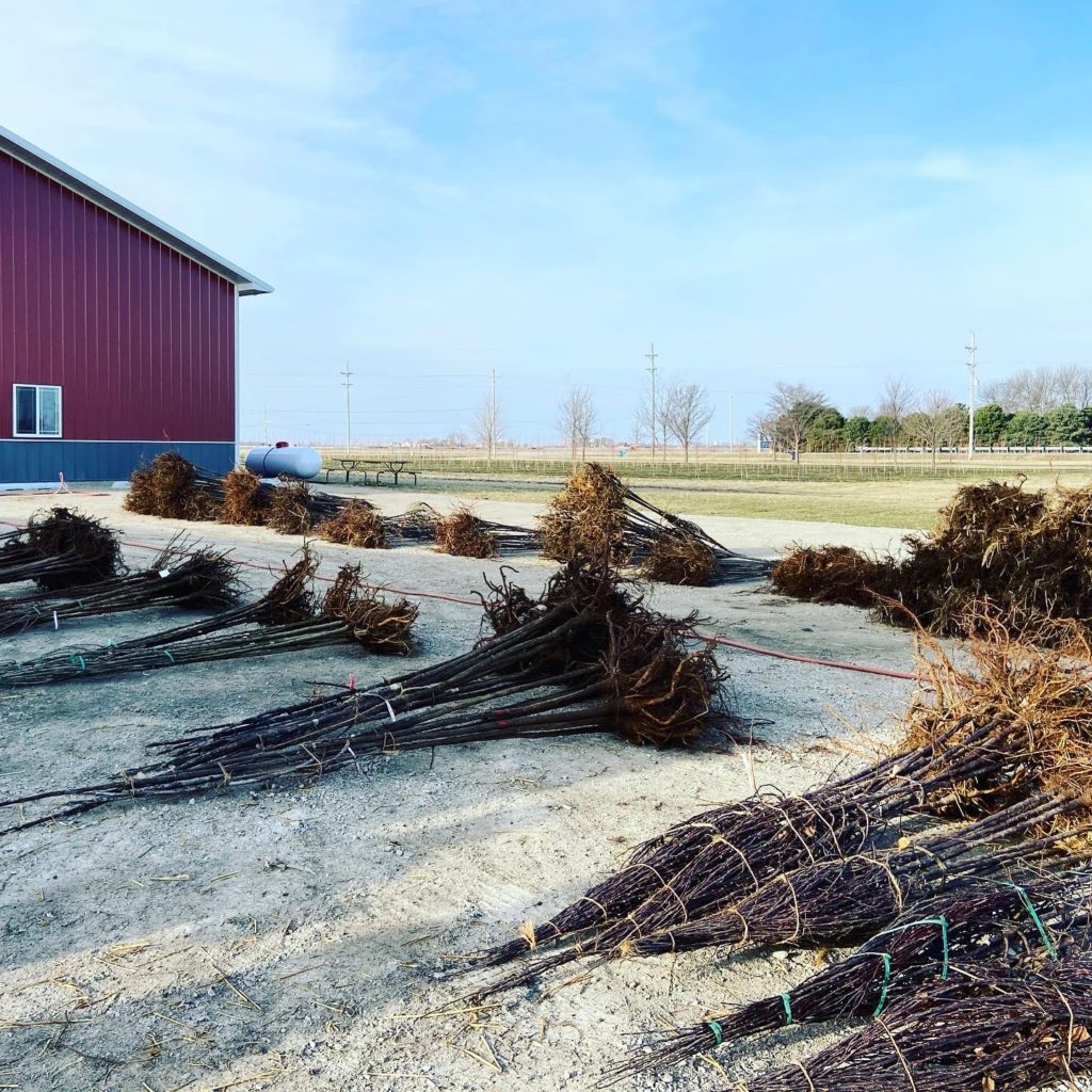 Fresh New Trees are in and READY TO PLANT! - Spring Grove Nursery