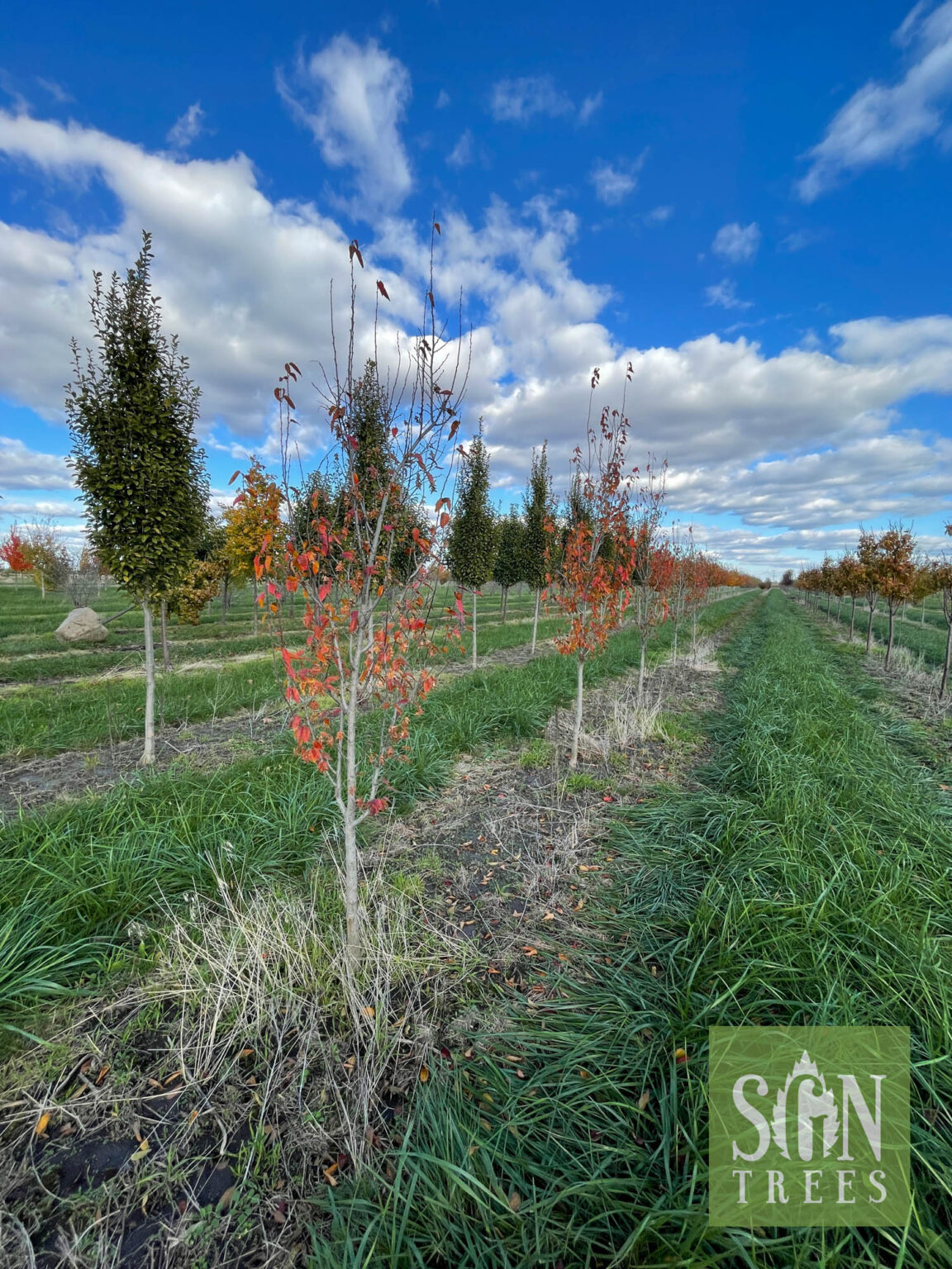 Carpinus caroliniana 'JN Upright' - Spring Grove Nursery