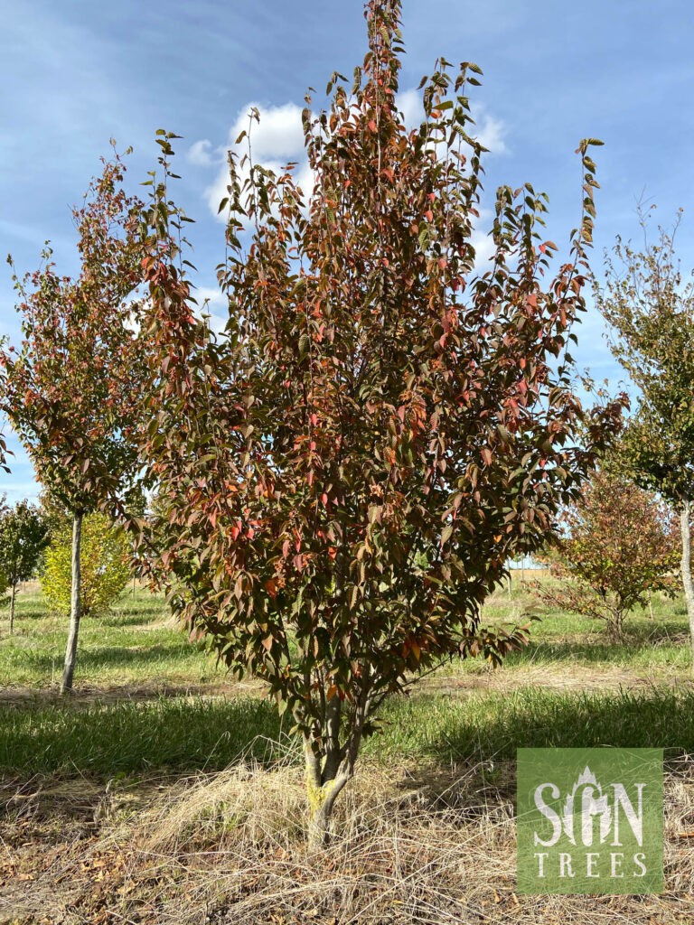 Carpinus caroliniana 'JN Upright' - Spring Grove Nursery