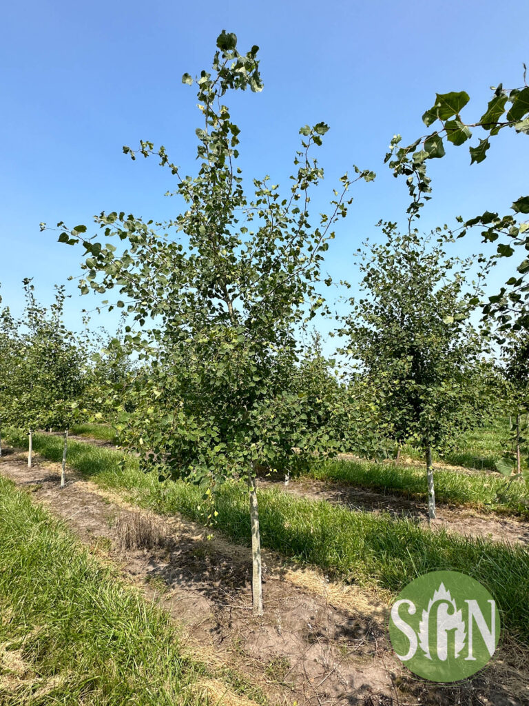 Populus tremuloides ‘NE-Arb’ - Spring Grove Nursery