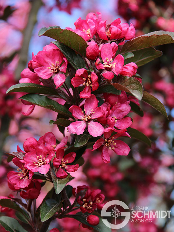 Malus ‘JFS-KW213MX’ - Spring Grove Nursery