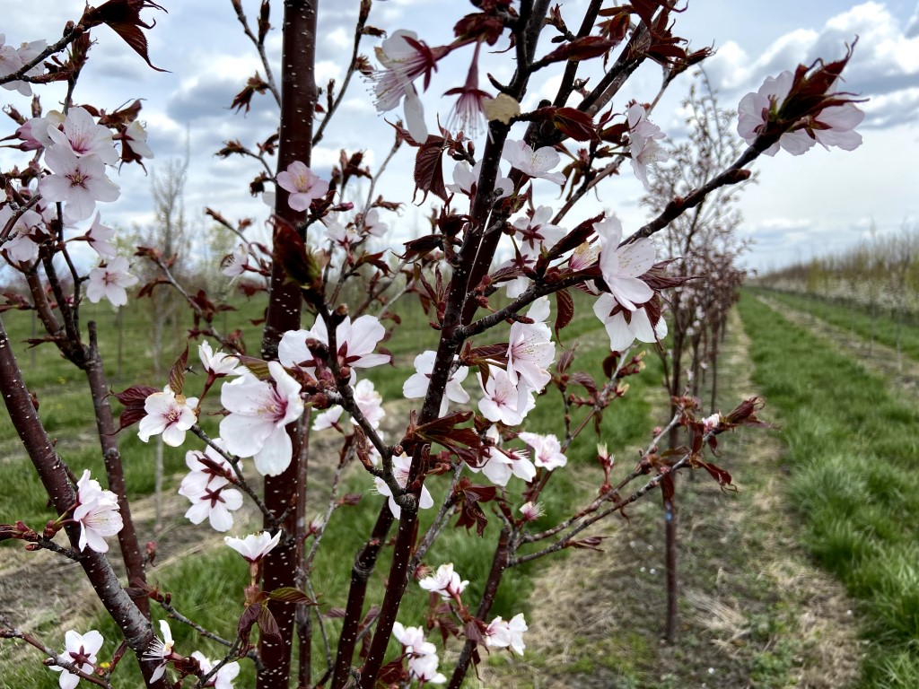 Spring Buds & Blooms - Spring Grove Nursery