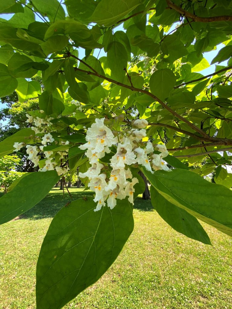 The Catalpa Canopy of Carbon Hill - Spring Grove Nursery