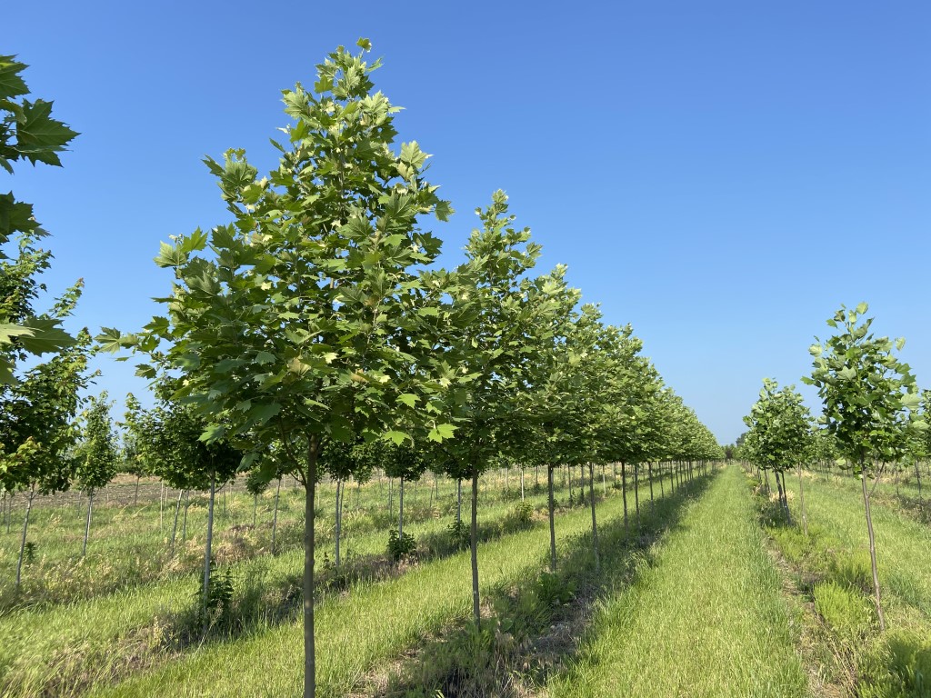 Platanus x acerifolia 'Morton Circle' - Spring Grove Nursery