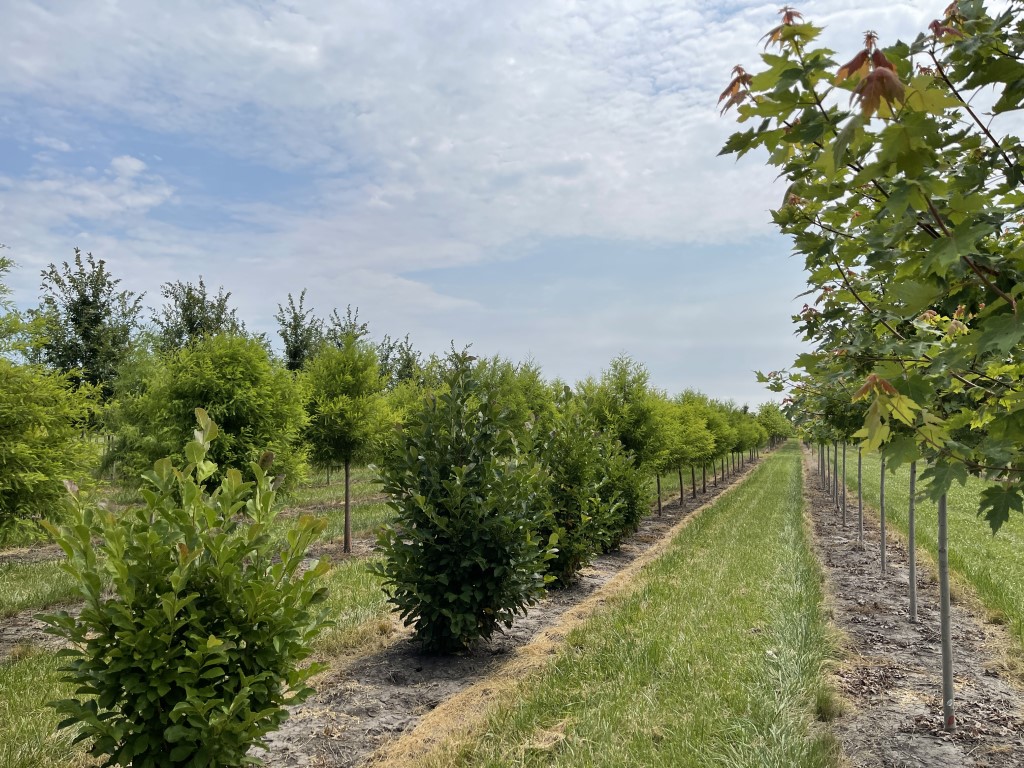 Summertime in the Nursery - Spring Grove Nursery