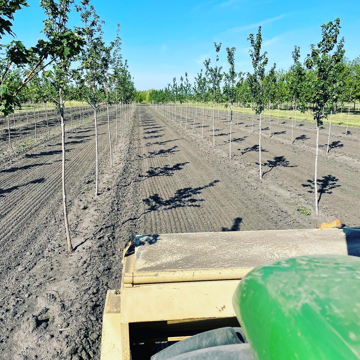 Grass Strips are Planted & Up! - Spring Grove Nursery