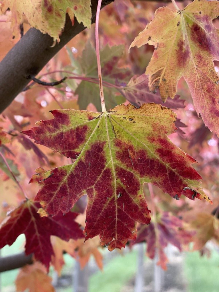 A Spectacular Fall Day! - Spring Grove Nursery