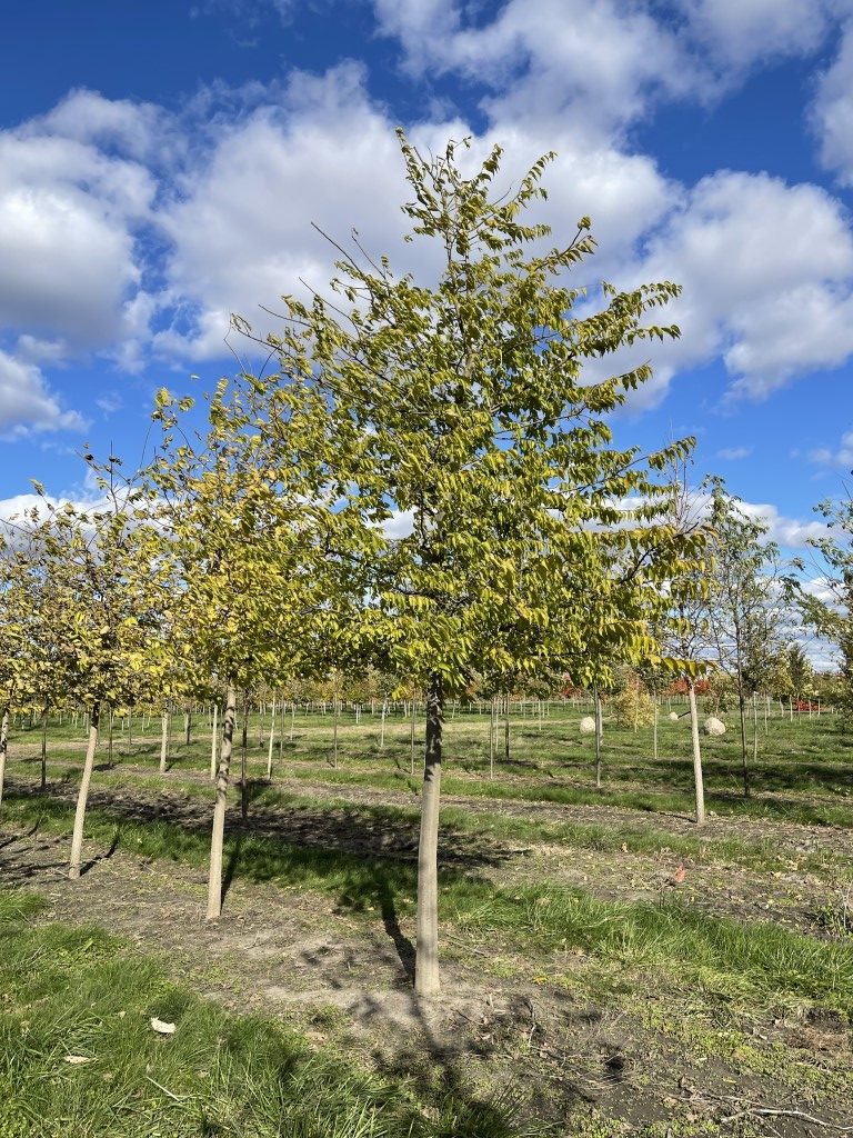 A Spectacular Fall Day! - Spring Grove Nursery