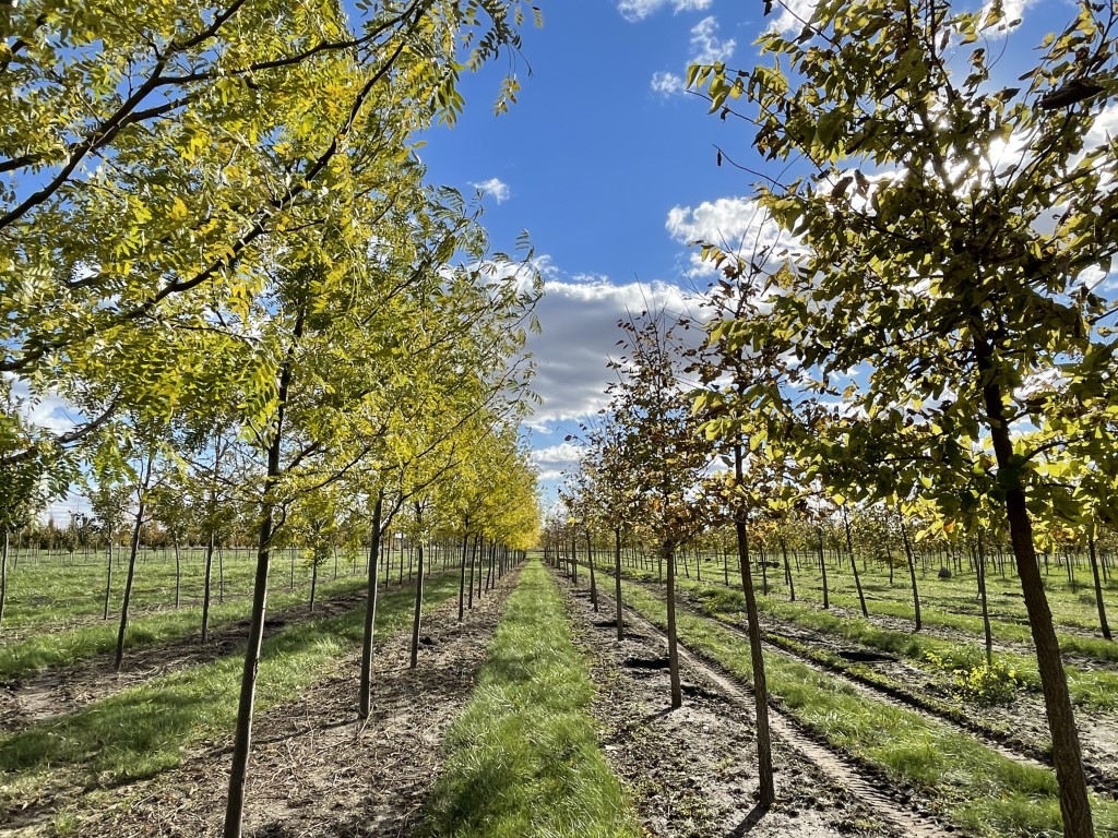 A Spectacular Fall Day! - Spring Grove Nursery