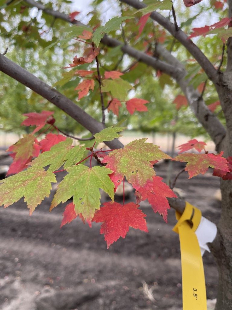 Autumn's Magic - Spring Grove Nursery