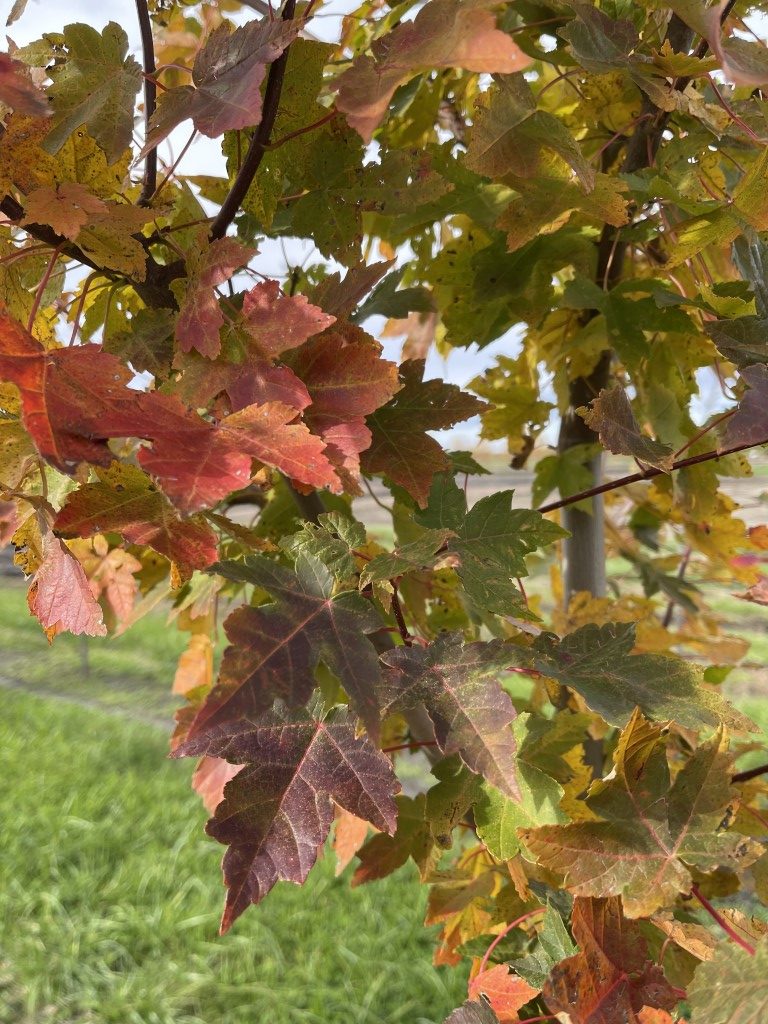 A Spectacular Fall Day! - Spring Grove Nursery