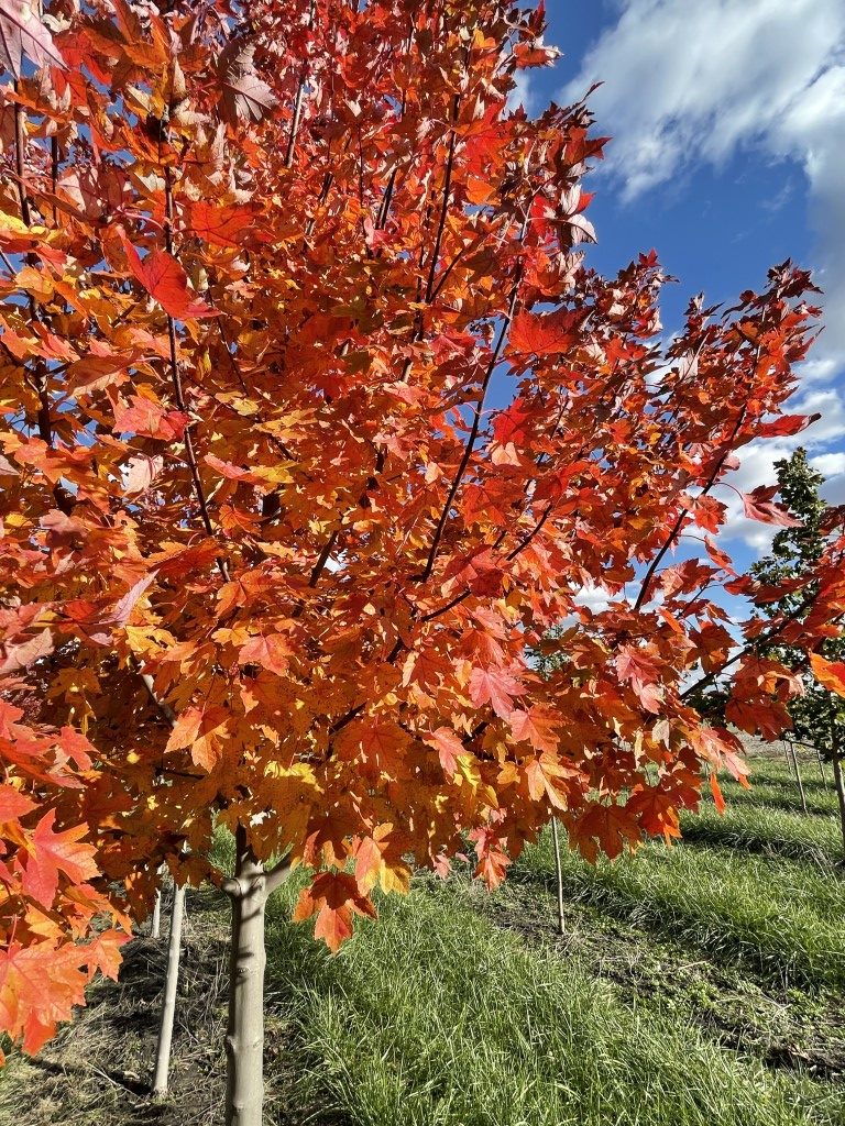 A Spectacular Fall Day! - Spring Grove Nursery